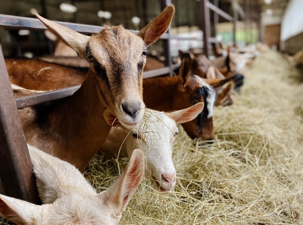 Chèvres laitières - Meunerie Hébert